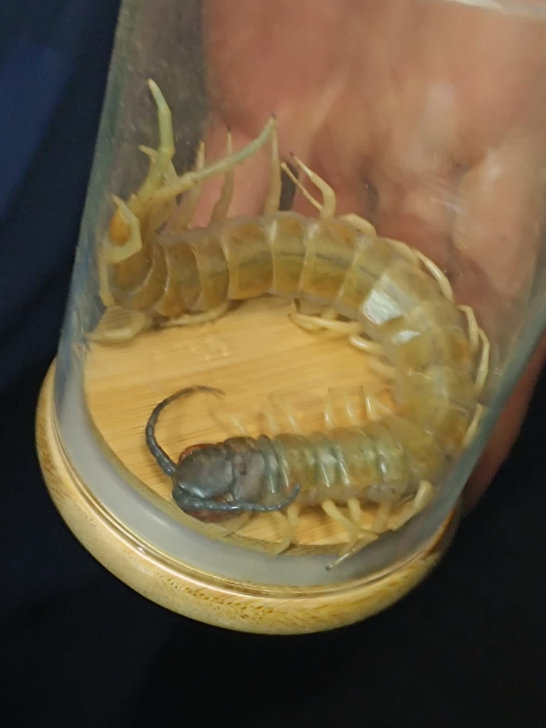 Scolopendra aztecorum from 23085 B.C.S., México on June 2, 2024 by Hugo ...