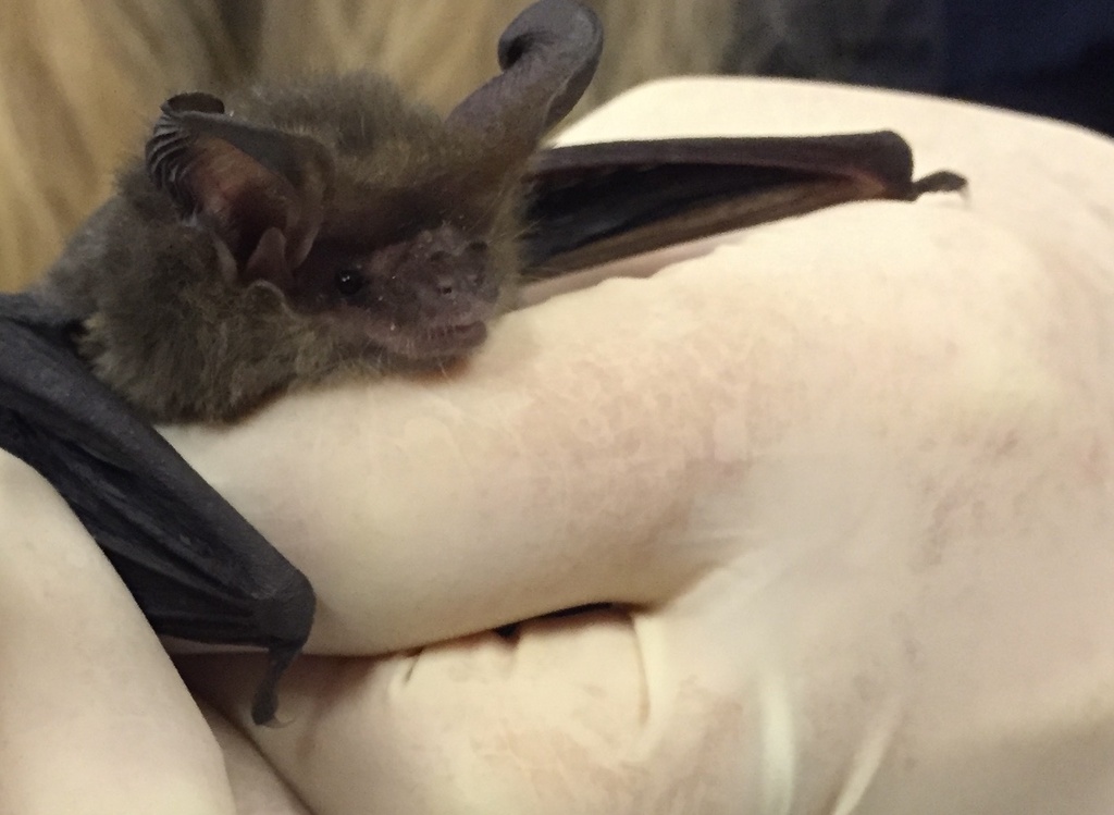 Tasmanian Long-eared Bat from Tasmania, Fern Tree, TAS, AU on April 3 ...