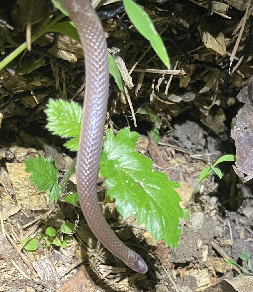 Eastern Worm Snake from Twin Elms Rd, Chapel Hill, NC, US on May 31, 2024 at 09:55 PM by Thomas ...
