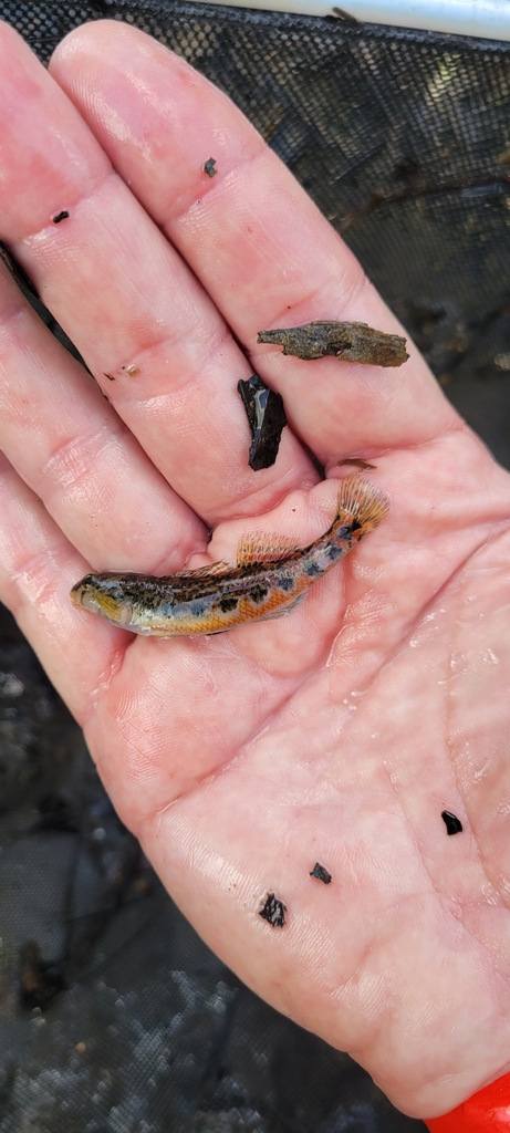 Alabama Darter from Pelham, AL 35124, USA on June 9, 2024 at 04:37 PM ...