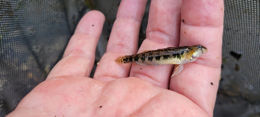 Alabama Darter from Pelham, AL 35124, USA on June 9, 2024 at 04:44 PM ...