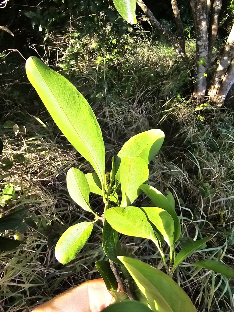 Fontainea venosa from Bahrs Scrub QLD 4207, Australia on June 10, 2024 ...