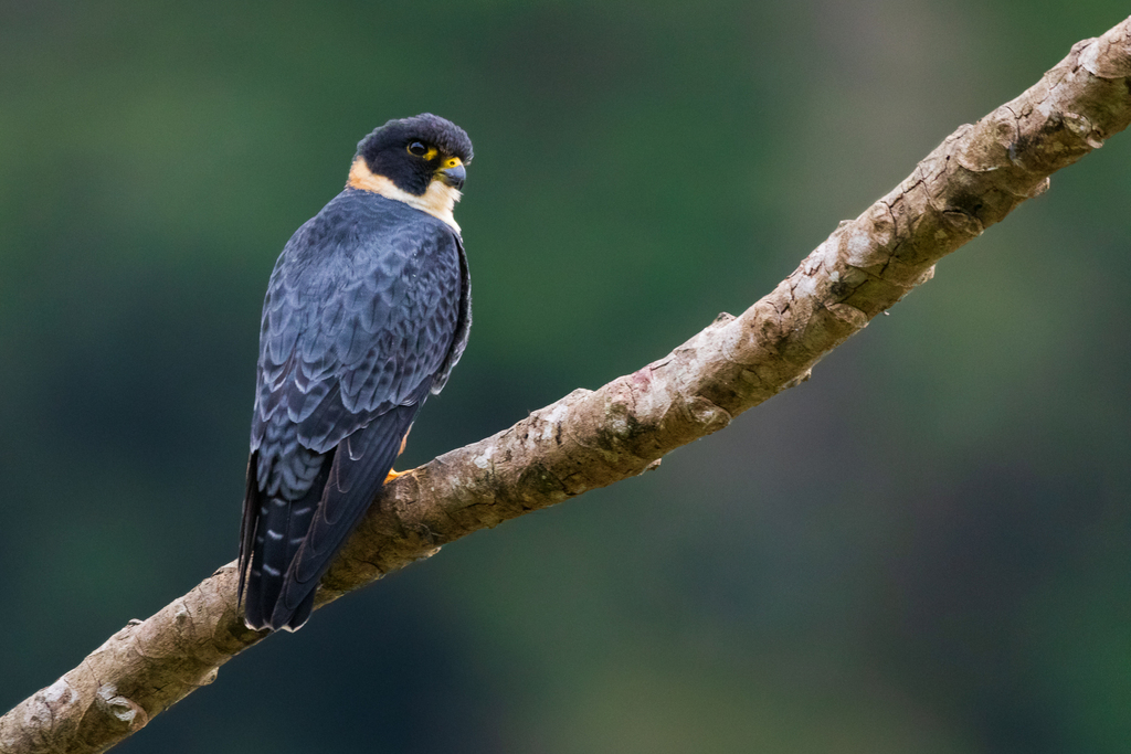 Bat Falcon from Miracatu - SP, 11850-000, Brasil on October 7, 2022 at ...