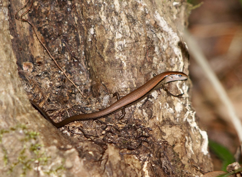 Little Brown Skink from Hyde County, NC, USA on June 9, 2024 at 05:01 ...