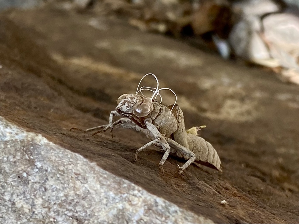 Insects from Coronado National Forest, Elgin, AZ, US on June 9, 2024 at ...