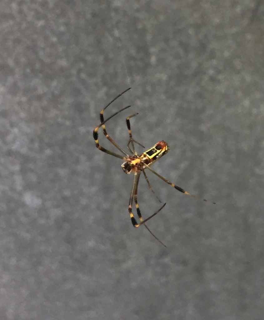 Golden Silk Spider in May 2019 by Max Maddox · iNaturalist