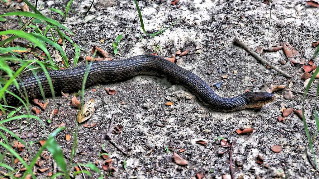 Banded Watersnake from Houston, TX, USA on June 9, 2024 at 10:22 AM by ...