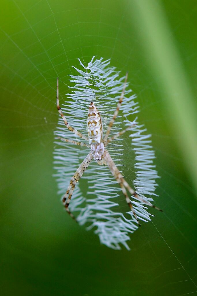Yellow Garden Spider from Harris County, TX, USA on June 9, 2024 at 11: ...