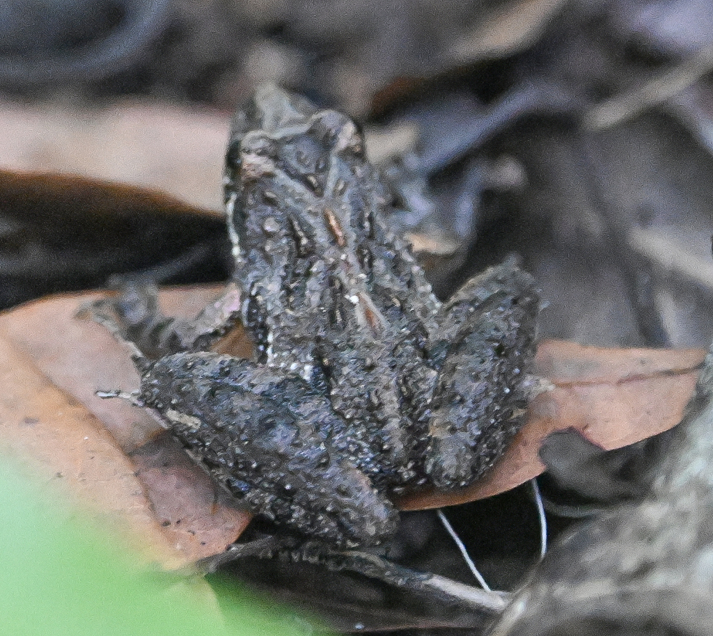 Southern Cricket Frog from Davis Lakeside on June 9, 2024 at 04:26 PM ...