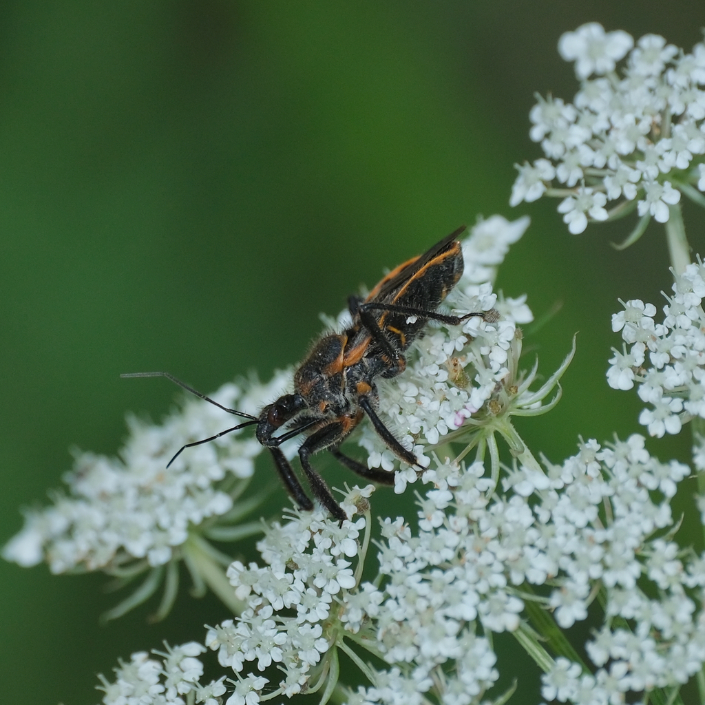Eastern Bee Assassin from Caddo National Wildlife Refuge on June 8 ...