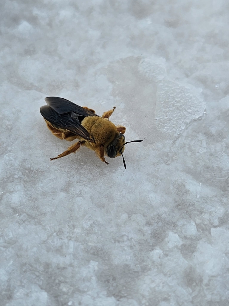 Glorious Protoxaea from Edinburg, TX 78542, USA on June 9, 2024 at 11: ...