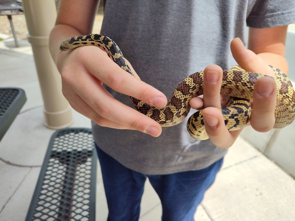 Great Basin Gopher Snake from Reno, NV 89502, USA on June 3, 2024 at 01 ...