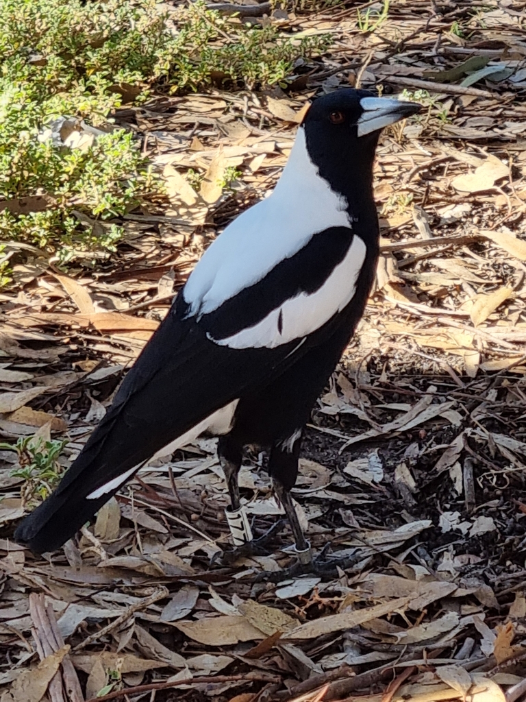 Australian Magpie from Lara VIC 3212, Australia on June 10, 2024 at 11:34 AM by Beth Ross. With ...