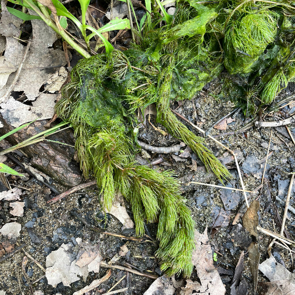coontail in May 2024 by johnbotany · iNaturalist