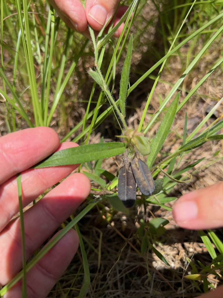 arrowhead rattlebox from Caddo Lake National Wildlife Refuge, Zeugner ...