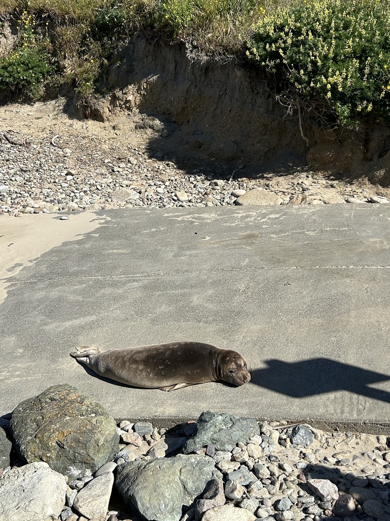 Northern Elephant Seal from Point Reyes National Seashore, CA, US on ...