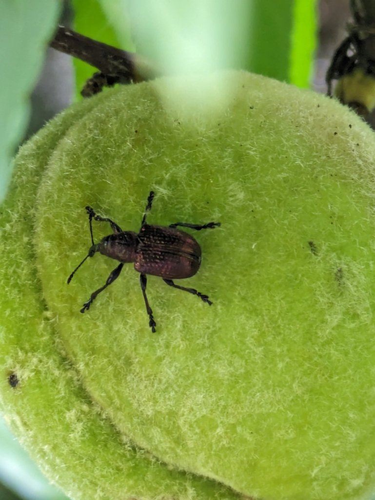 Rhynchites heros from 日本 〒464-0804 on June 10, 2024 at 12:06 PM by ...