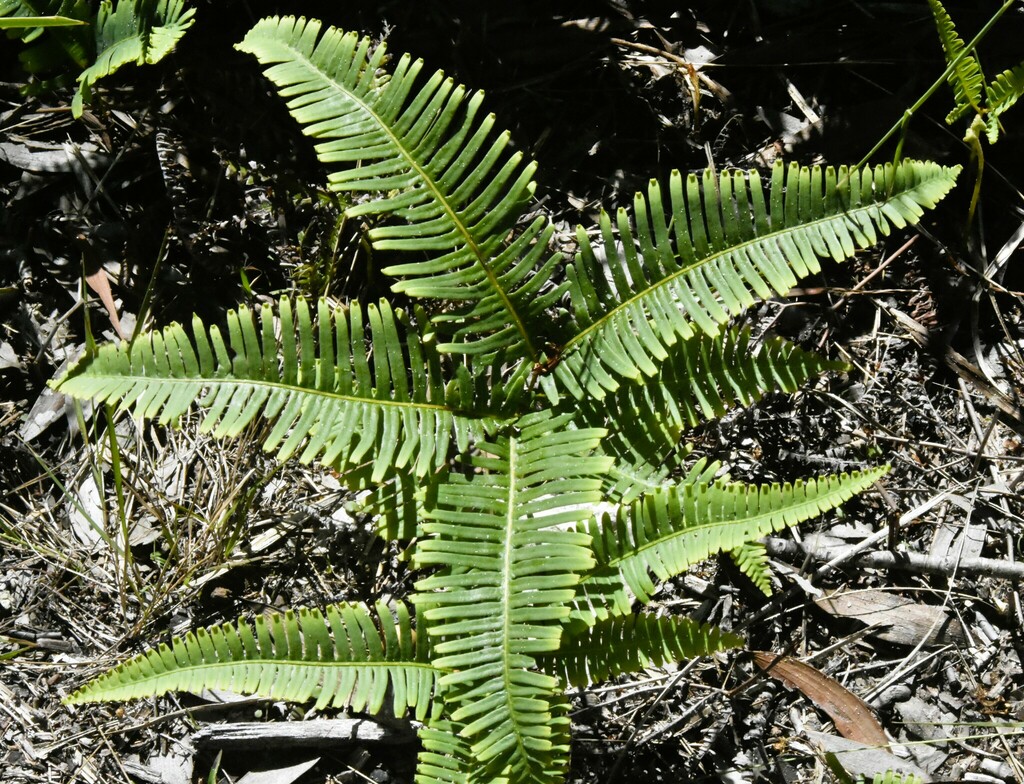 ferns from Sunshine Coast QLD, Australia on June 4, 2024 at 11:10 AM by ...