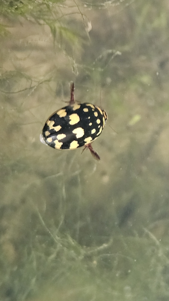 Sunburst Diving Beetle from 54690 Méx., México on June 9, 2024 at 11:14 ...