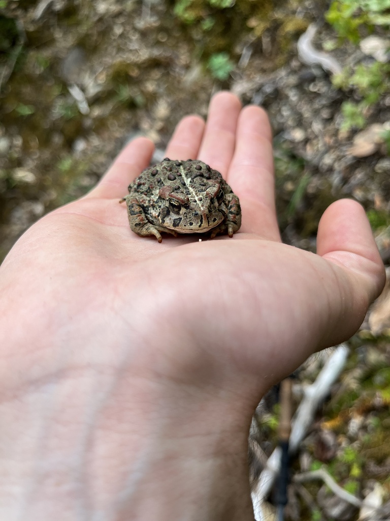 Western Toad from Six Rivers National Forest, Orleans, CA, US on June 5 ...