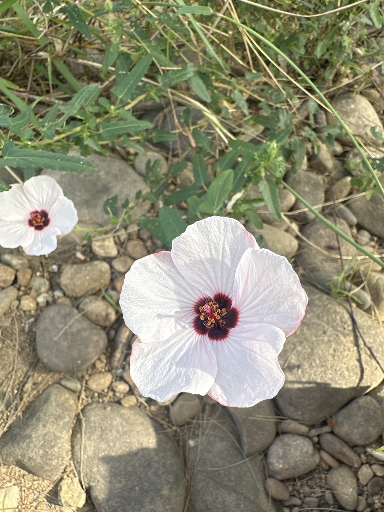 Spearleaf Swampmallow from Nepean River, Penrith, NSW, AU on March 8 ...