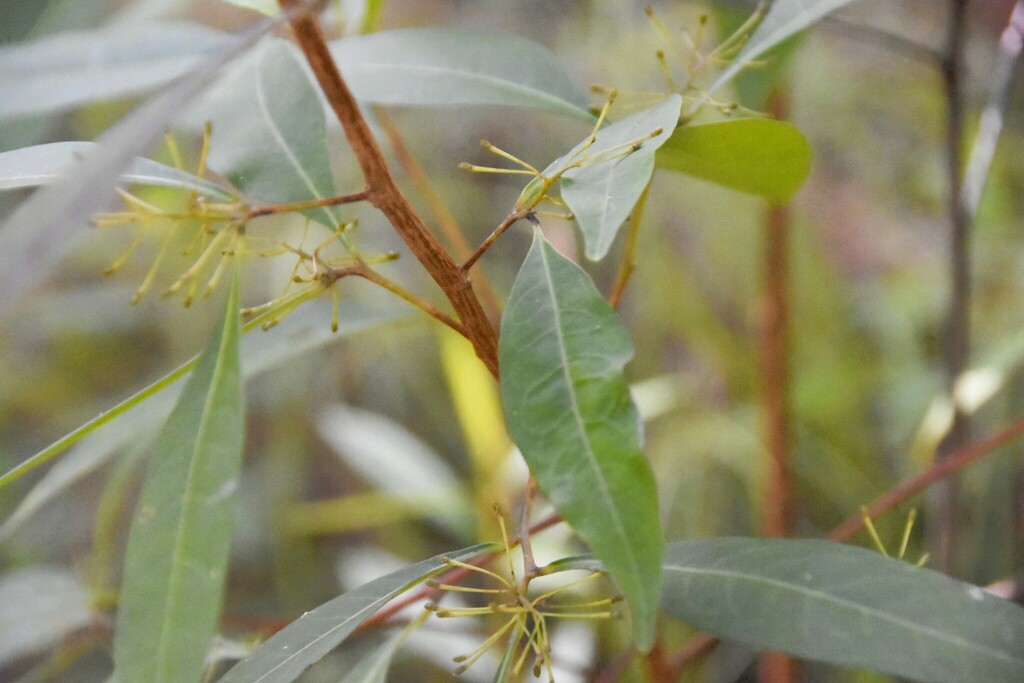 Common Hop Bush from Parklands QLD 4560, Australia on June 10, 2024 at ...