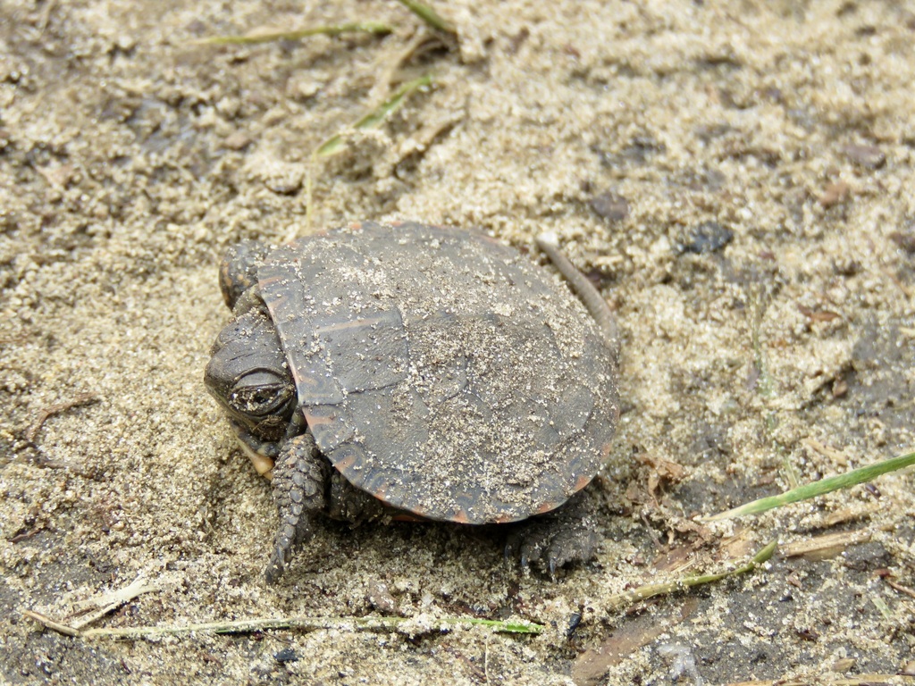 Midland Painted Turtle from High Park, Toronto, ON, Canada on April 30 ...