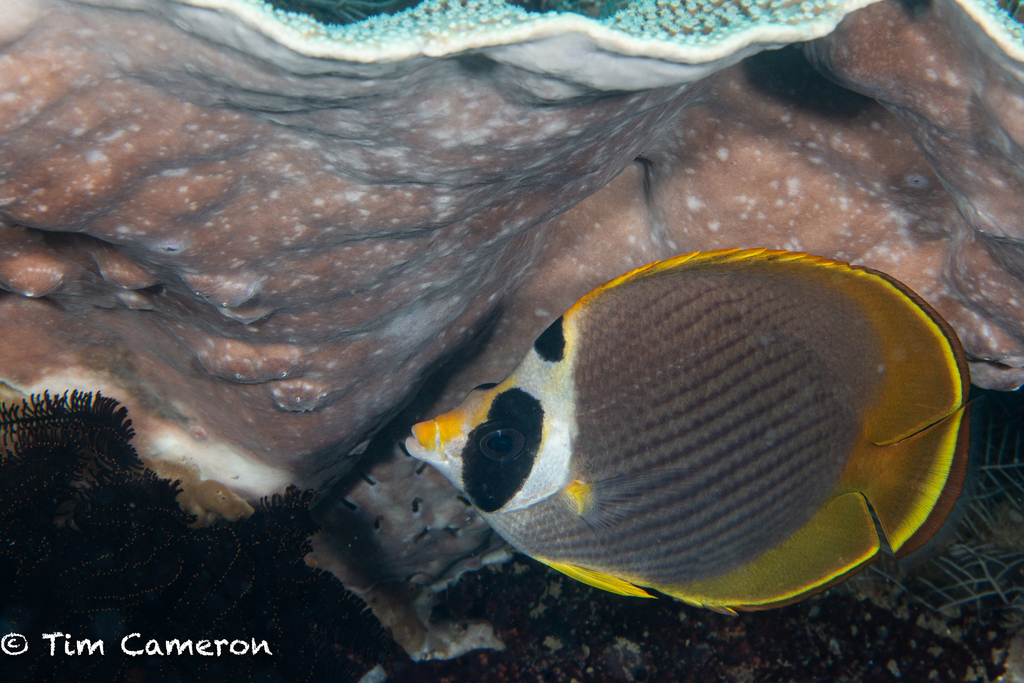 Panda Butterflyfish from Mabini, Batangas, Philippines on June 8, 2024 ...