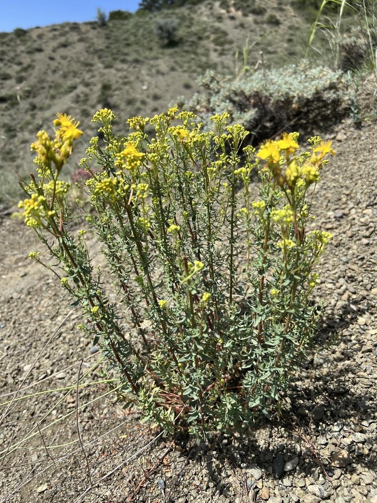 Hypericum scabrum from Yenimahalle/Ankara, Türkiye on June 8, 2024 at ...