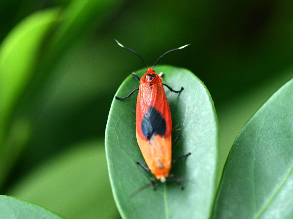 Phauda flammans from 香港尖沙咀 on June 9, 2024 at 03:40 PM by Ivan Chan ...