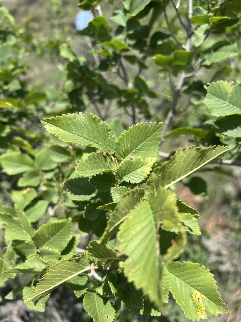Field Elm from Yenimahalle/Ankara, Türkiye on June 8, 2024 at 10:49 AM ...