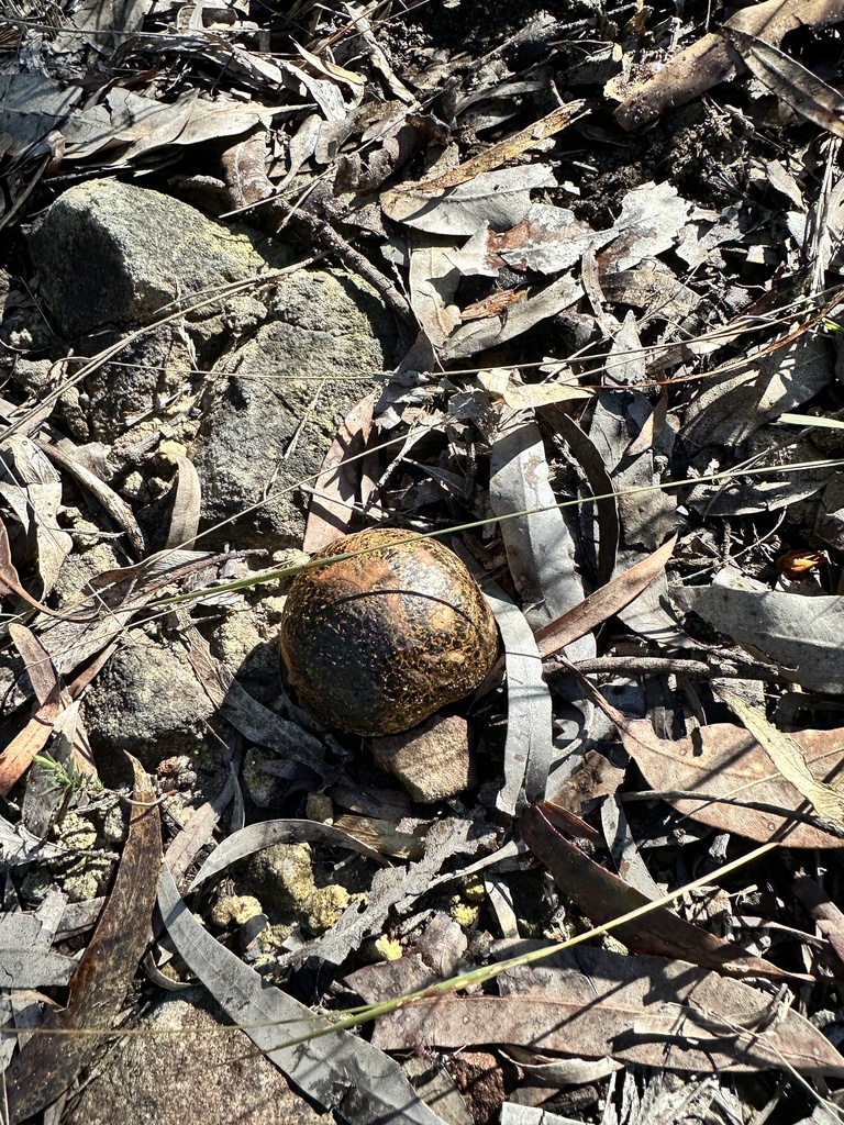 Something from Neich Rd, Glenorie, NSW, AU on June 9, 2024 at 01:00 PM ...
