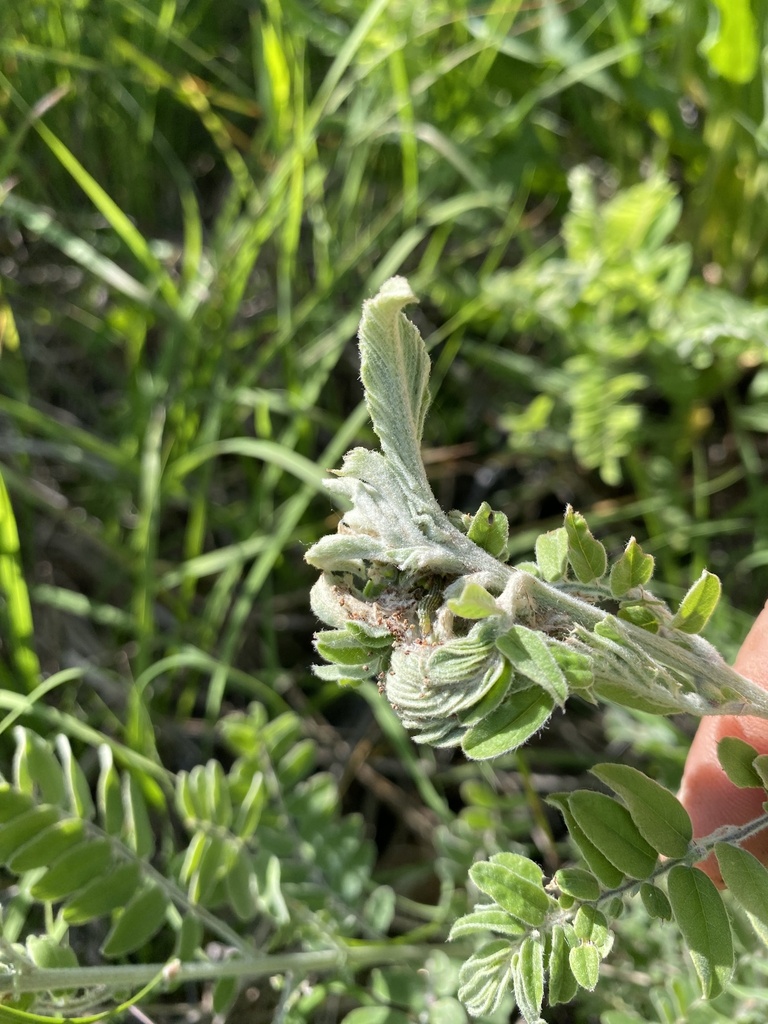 Sciota rubescentella from Hixon Forest, La Crosse, WI, US on June 8, 2024 at 07:53 PM by ...