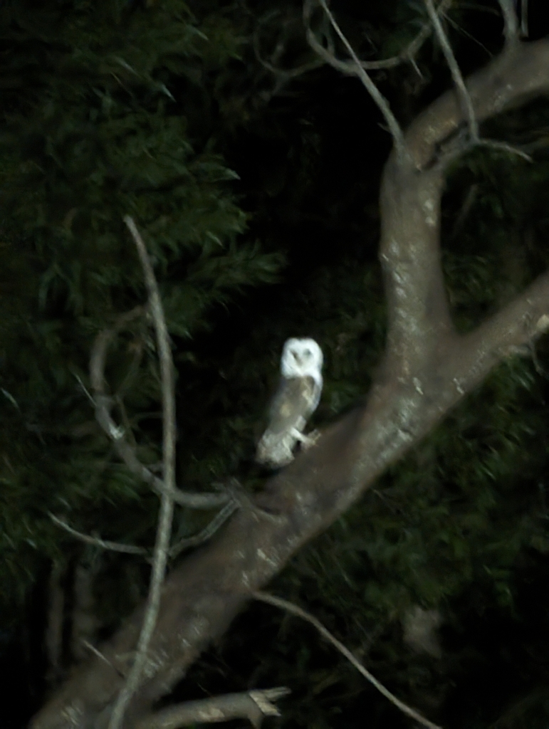 Barn Owl from Mayers Flat NSW 2423, Australia on June 10, 2024 at 05:47 ...