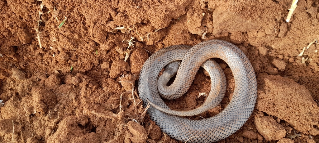 Curl Snake from Koraleigh NSW 2735, Australia on June 10, 2024 at 11:54 ...