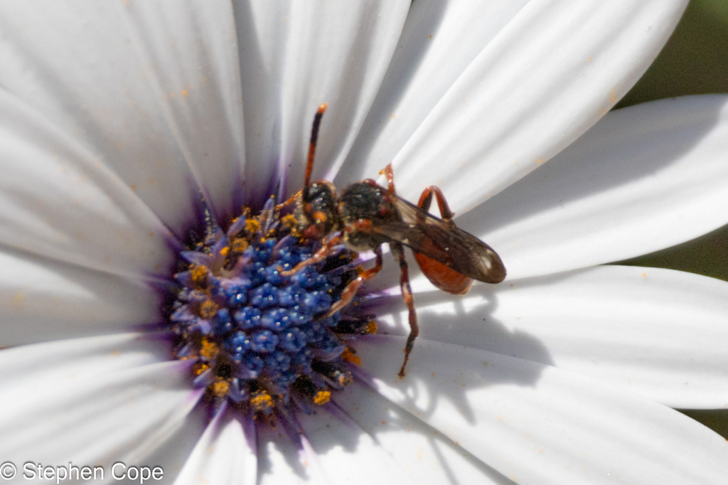Nomad Bees from Almanzora, Almería, Spain on April 17, 2024 at 02:54 PM ...
