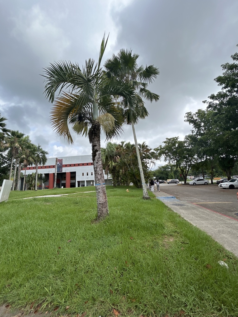 Spindle Palm in June 2024 by Tiphanie Gonzalez · iNaturalist