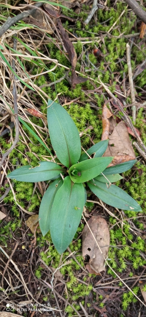 Cyclopogon elatus from Santa Rosa de Viterbo, Boyacá, Colombia on June ...
