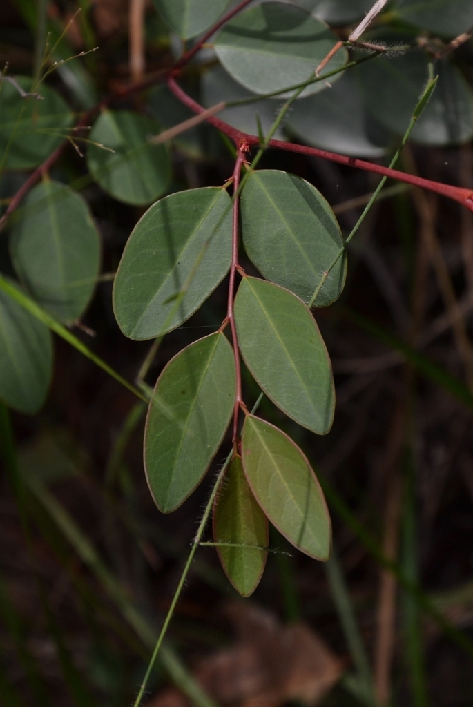 coffee bush from Karawatha QLD 4117, Australia on June 10, 2024 at 10: ...
