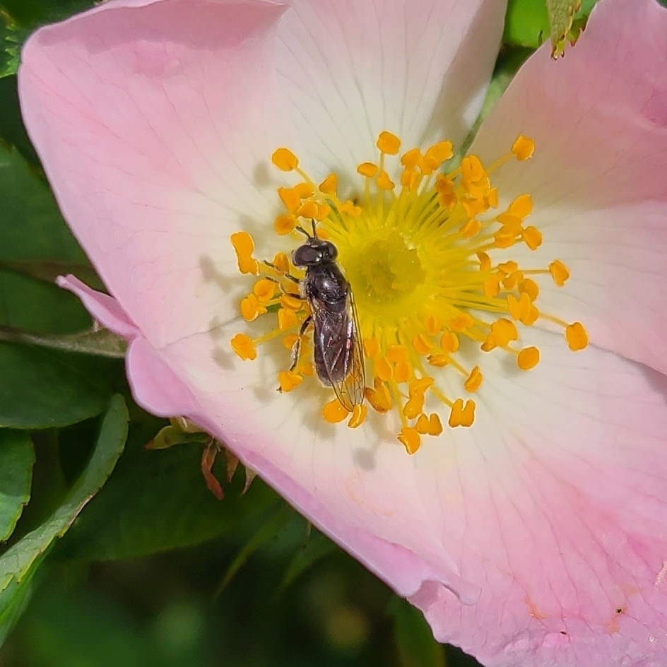 Heringia heringi from Tiny Forest Walsall Arboretum on June 8, 2024 at ...