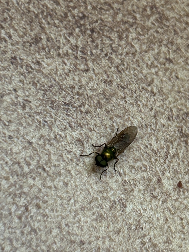 Broad Centurion Fly from Závalie, Hlohovec, TA, SK on June 10, 2024 at ...