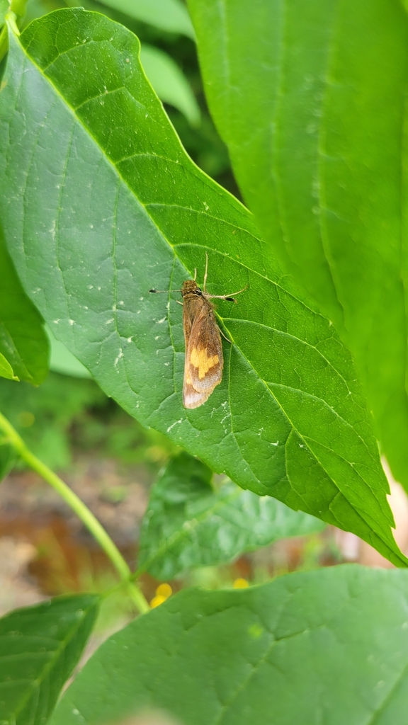Hobomok Skipper from Carling, ON P0G, Canada on June 10, 2024 at 10:14 ...