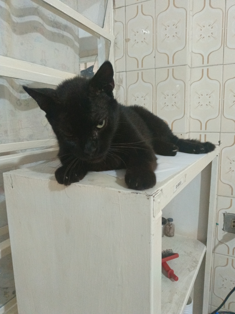 Domestic Cat from La Campiña II, Naguanagua 2005, Carabobo, Venezuela ...