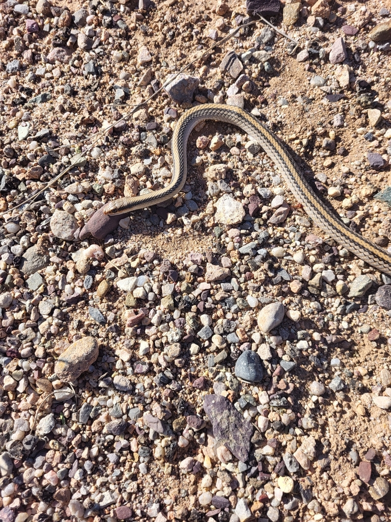 Big Bend Patchnose Snake in June 2024 by Mike Means · iNaturalist