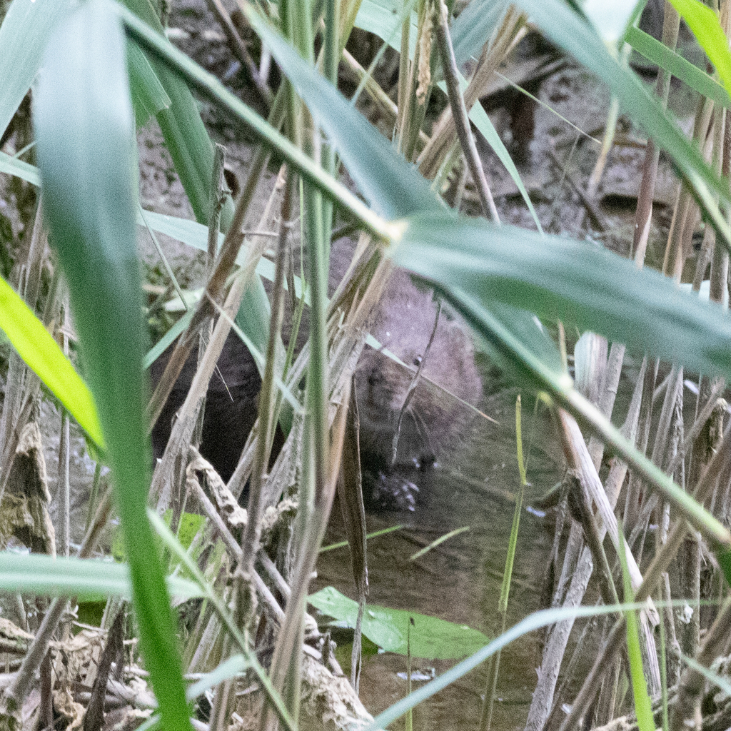 Southwestern Water Vole in May 2024 by Juliette Frs · iNaturalist