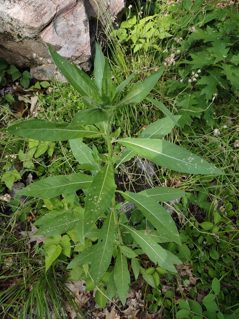 Oenothera sect. Oenothera from Campbell's Bay, QC, Canada on June 8 ...