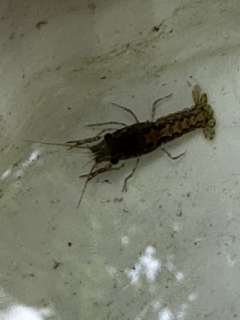 Calico Crayfish from Westmoreland Sanctuary, Mount Kisco, NY, US on ...