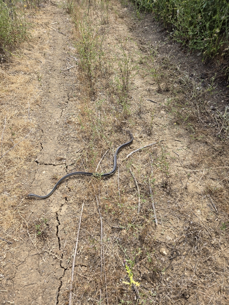 California Striped Racer from Brea, CA 92823, USA on June 10, 2024 at ...