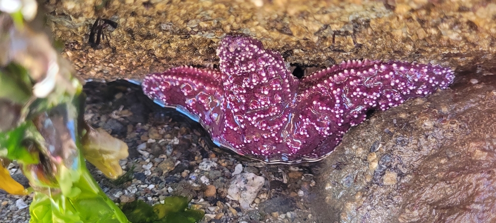 Ochre Sea Star from NB 272 St @ 11700 Block (Flag), Maple Ridge, BC V2W ...