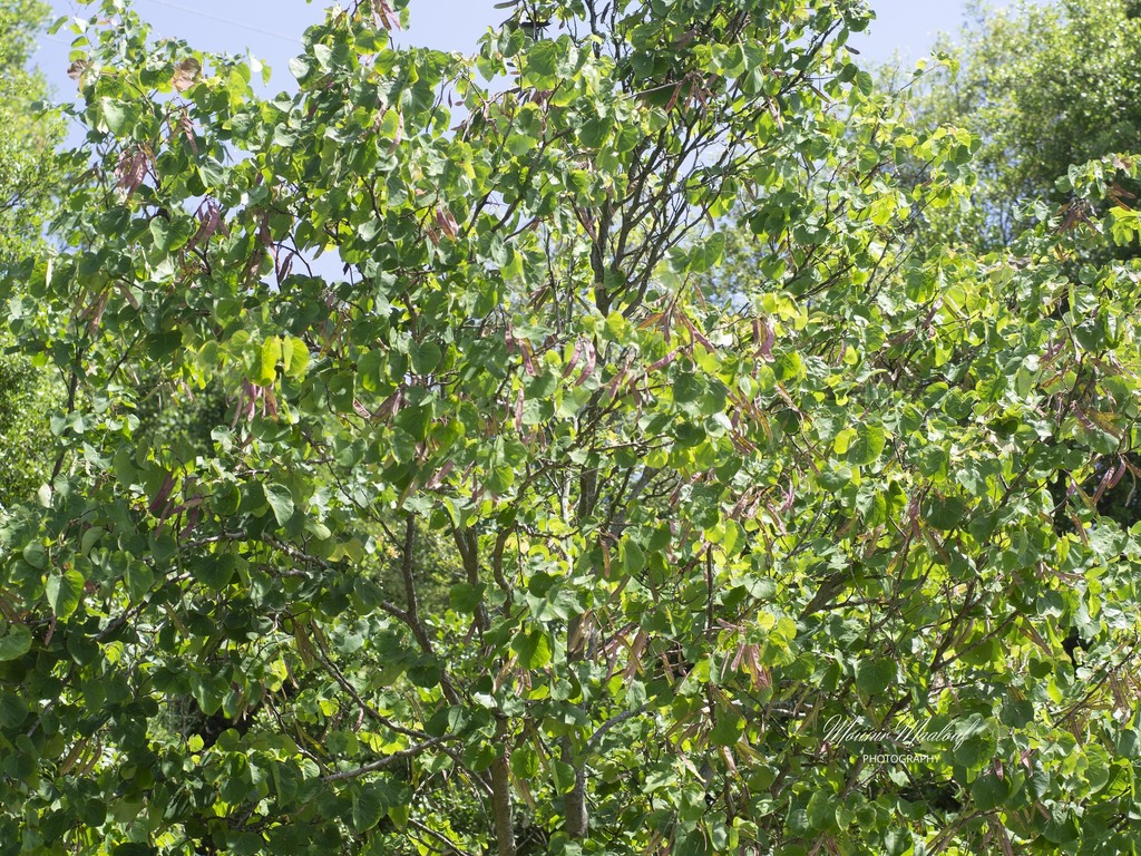 Judas-tree from Matn, Lebanon on June 10, 2024 at 12:10 PM by Ramy ...